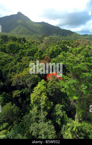 Aerial view over the canopy of the Daintree rain forest near Cape ...