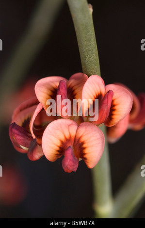 Australian Native Pea Flower Stock Photo - Alamy