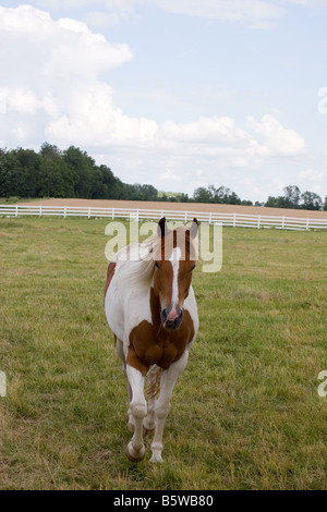 trotting Paint Horse Stock Photo - Alamy