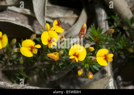 Australian Native Pea Flower Stock Photo - Alamy