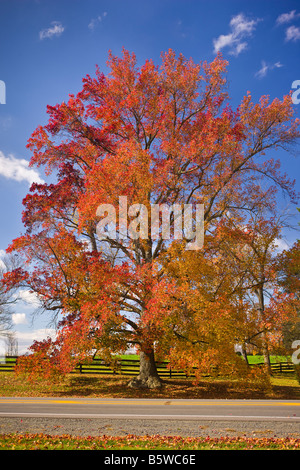 LOUDOUN COUNTY VIRGINIA USA Colorful fall foliage on trees along Route ...