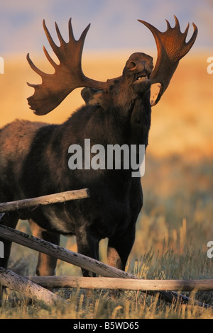bull moose lip curl Stock Photo - Alamy
