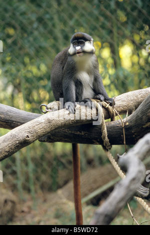 A Schmidt's guenon (Cercopithecus ascanius) at the Nashville Tennessee ...