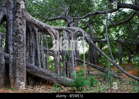 Ficus Benghalensis. Thimmamma Marrimanu banyan tree, Near Kadiri ...