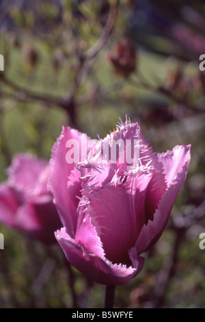 Blooming Purple Tulips in Garden Close Up Stock Photo - Alamy