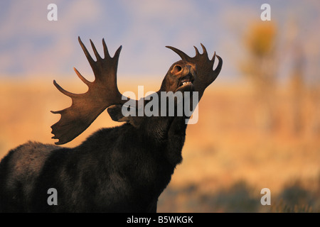 bull moose lip curl Stock Photo - Alamy