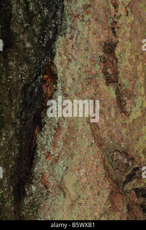Prunus avium 'Plena' tree bark close up Cambridgeshire England UK ...