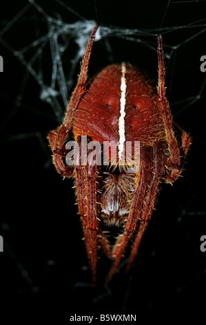 Dorsal view of a black and white spiny crab spider known as the spiny ...