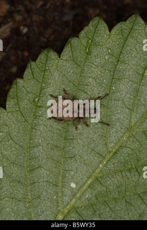 Clay-coloured Weevil (Otiorhynchus singularis) and Larvae - London ...