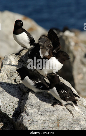 Little auks / dovekie (Alle alle) little auk flock in flight against ...