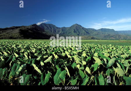 Hawaii, Kauai, Hanalei Taro Patches, Hanalei Valley, Kalo, Haloa(taro ...