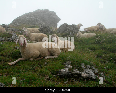 Alpine sheep on the Austrian Alps near Obergurgl Tyrol Austria Europe ...