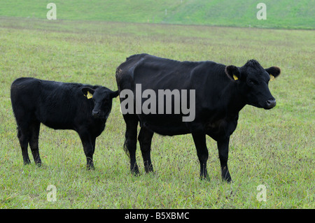 German Angus Cattle (Bos taurus), young red bull on a pasture Stock ...