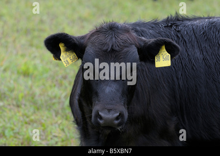 German Angus Cattle (Bos taurus), young red bull on a pasture Stock ...