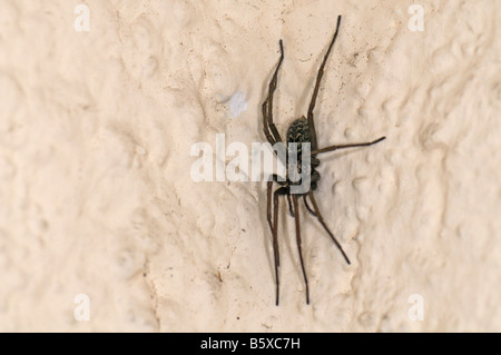 giant European house spider, giant house spider, larger house spider ...