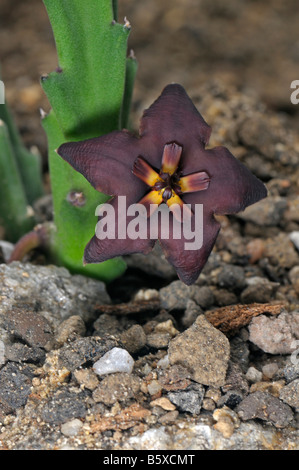 Carrion Flower (Stapelia vetula), flowering Stock Photo - Alamy