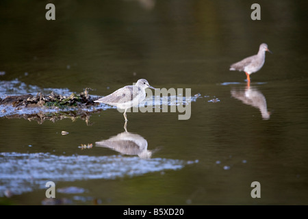 greenshank Tringa nebularia wading cornwall Stock Photo - Alamy