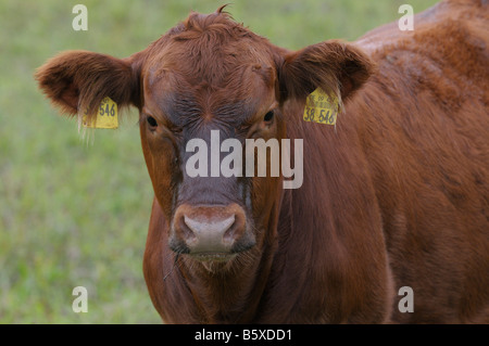 German Angus Cattle (Bos taurus), young red bull on a pasture Stock ...