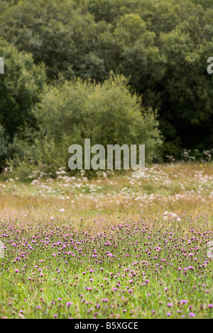 meshaw moor wildlife trust reserve south molton devon Stock Photo - Alamy