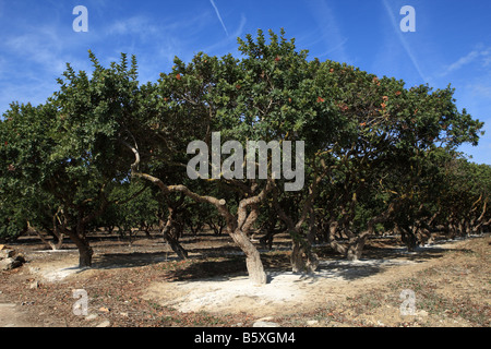 mastic trees on chios, greece Stock Photo - Alamy