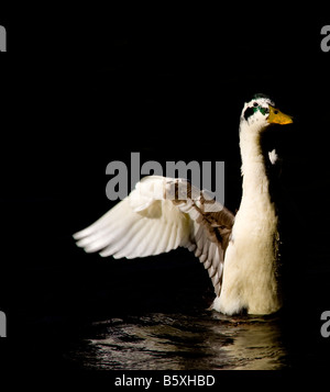 A white duck stretching its wings Stock Photo - Alamy