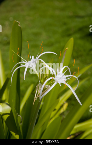 Spider Liliy Hymenocallis caribaea on the caribbean island of Anguilla ...