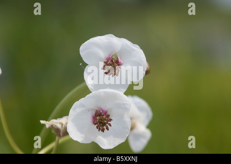 Sagittaria sagittifolia flower wild flower bloom Stock Photo - Alamy