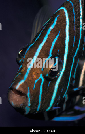 Semicircle angelfish (Pomacanthus semicirculatus) on a tropical reef ...