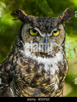Rescued Great Horned Owl - flightless due to injury Stock Photo - Alamy