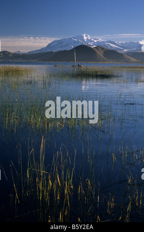 Totora reeds (Schoenoplectus californicus ssp. tatora) and Cordillera ...