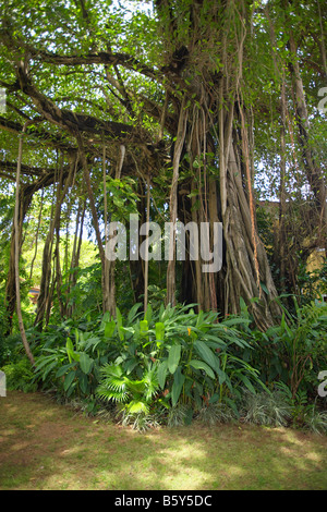 Banyan Tree, Showing its Aerial Roots, Goa, India Stock Photo - Alamy