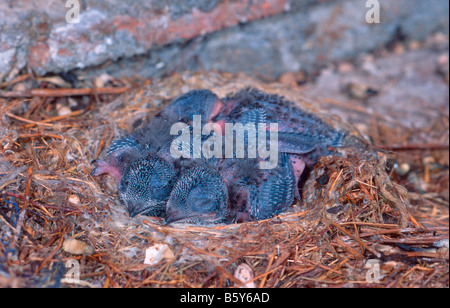 Common Swift (Apus apus) chicks in their nest Stock Photo - Alamy