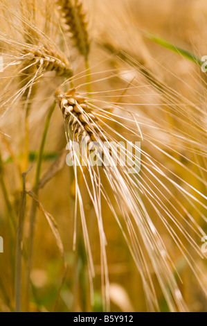 Agriculture with wet barley in the morning Stock Photo - Alamy