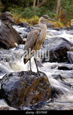 Canada heron (Ardea herodias, American gray heron) on a rock above the ...