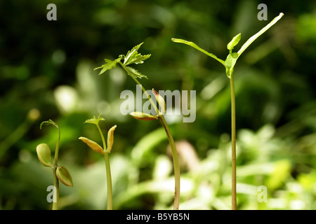 Progression of sapling growth Stock Photo - Alamy