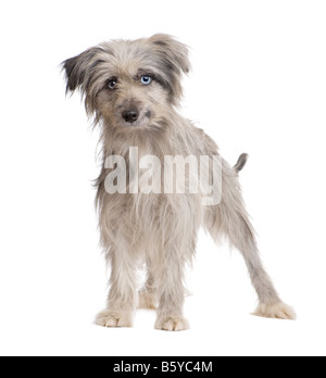 Pyrenean Shepherd in front of white background Stock Photo - Alamy