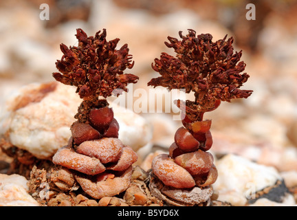 (Crassula columnaris columnaris Stock Photo - Alamy