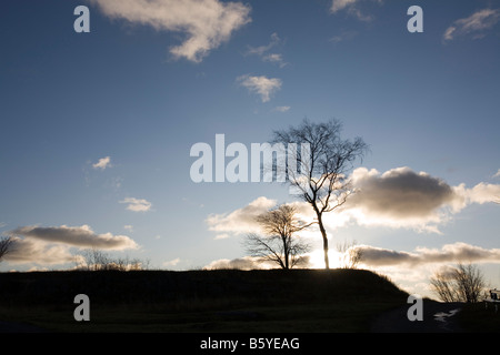 Silhouette of leafless trees against sunset on a winter evening Stock ...