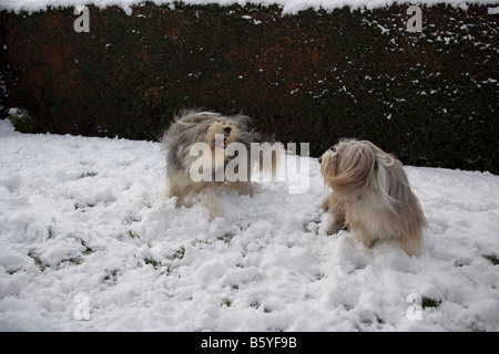 two bearded collie dogs fighting in the snow in Louth, Lincs, England ...