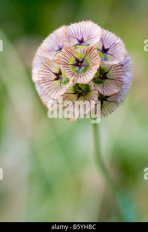 Scabious Paper Moon flower close up Stock Photo - Alamy