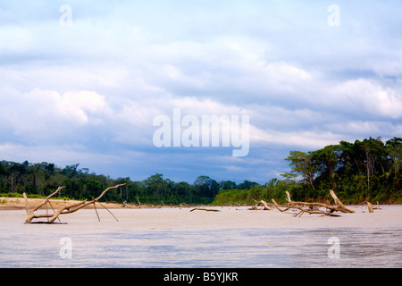South America, Peru, Manu River, Boca del Manu National Park. Piping ...