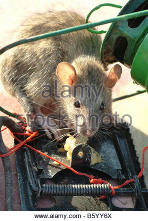 RAT TRAP with caught Black Rat (Rattus rattus), Florida, USA Stock ...