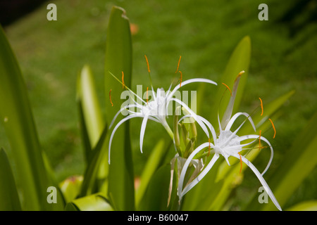 Spider Liliy Hymenocallis caribaea on the caribbean island of Anguilla ...