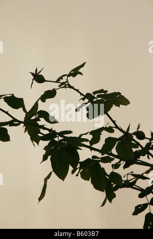red roses flower bush shadow on wall in sun outdoors Stock Photo - Alamy