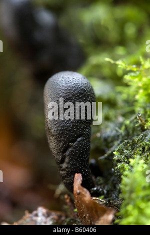 black-finger mushroom (Xylaria polymorpha), North Rhine-Westphalia ...