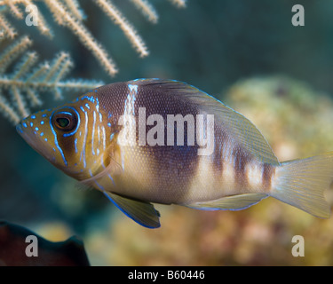 Barred hamlet fish (Hypoplectrus puella) underwater in the caribbean ...