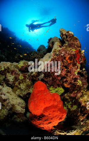 Latrunculia magnifica, Negombata magnifica, red fire sponge and scuba ...