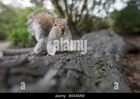 Grey Squirrel on Fallen Tree Trunk "Sciurus carolinensis" UK Norfolk ...