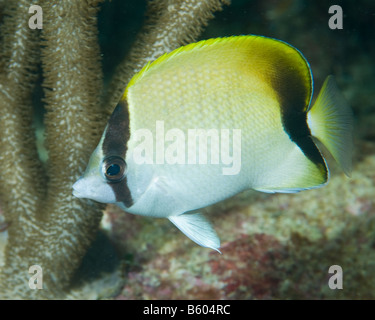 Reef butterflyfish (Chaetodon sedentarius Stock Photo - Alamy