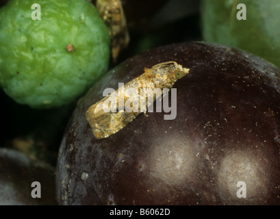 European grape berry moth Lobesia botrana caterpillar on damaged grape ...